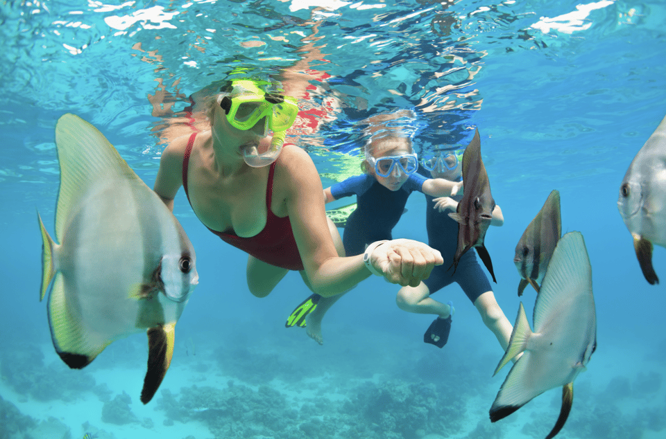 Waikiki Turtle Snorkel Adventure - Snorkeling Experience and Marine Life
