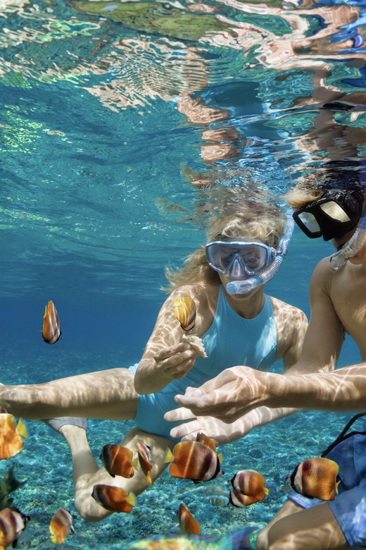 Waikiki Turtle Snorkel Adventure - The Sum Up