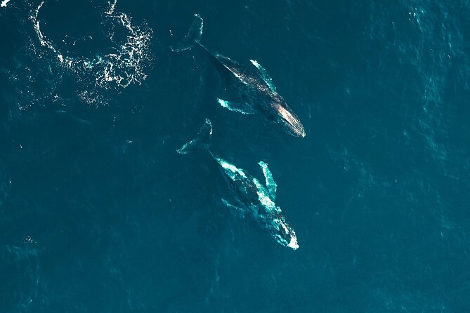 Waikiki Whale Watching Cruise - An In-Depth Look at the Waikiki Whale Watching Experience