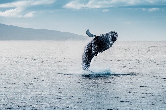 Waikiki Whale Watching Cruise - Final Thoughts