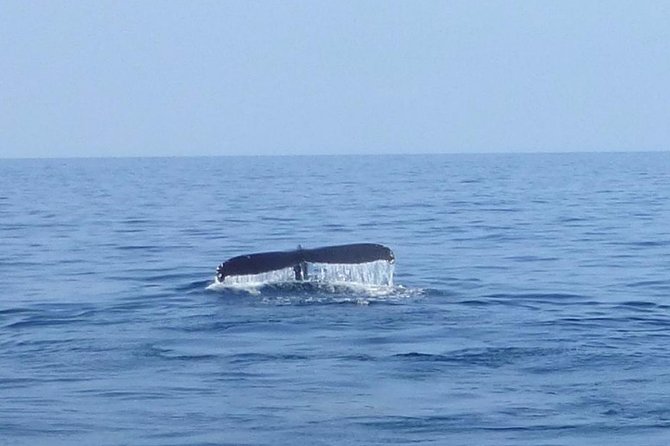 Wake Up With the Whales Cruise from Anaeho'omalu Bay