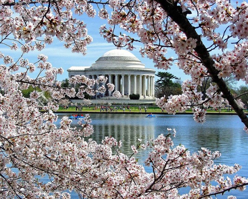 Washington DC: Cherry Blossom Walking Tour - Why This Tour Works
