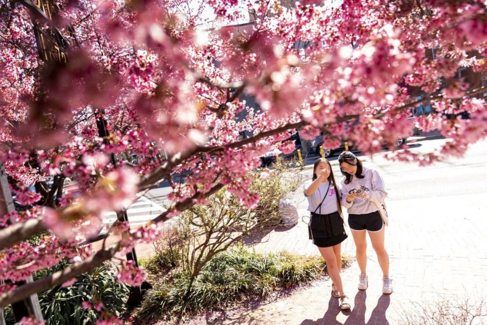 Washington DC: Cherry Blossom Walking Tour - Who Should Consider This Tour?