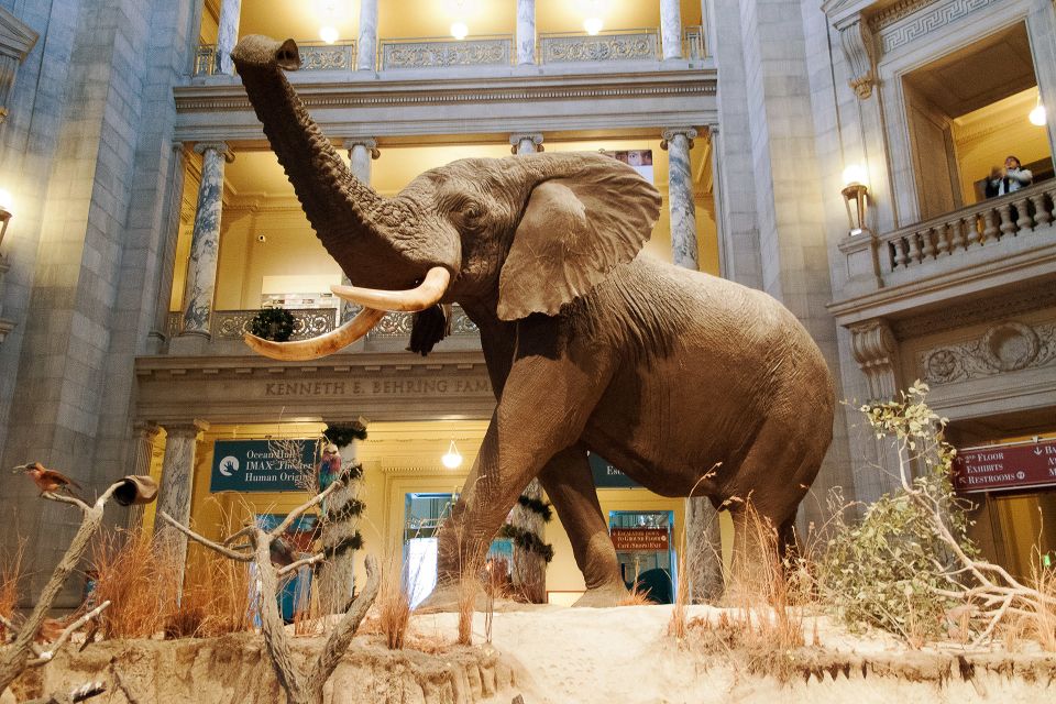 Washington DC: National Museum of Natural History Tour - The Guided Tour Experience