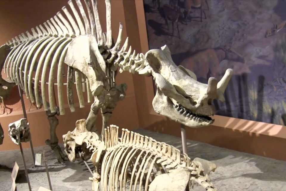 Washington DC: National Museum of Natural History Tour - FAQs