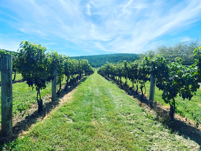 Washington, DC: Virginia Wine Region Experience Tour - Who Is This Tour Best For?