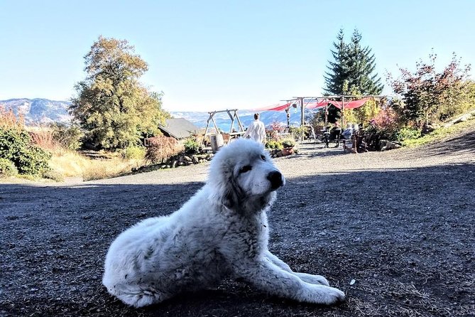 Waterfalls & Wine Tour-Multnomah Falls,Vineyards,Hood River Combo - The Columbia Gorge: A Drive for the Senses