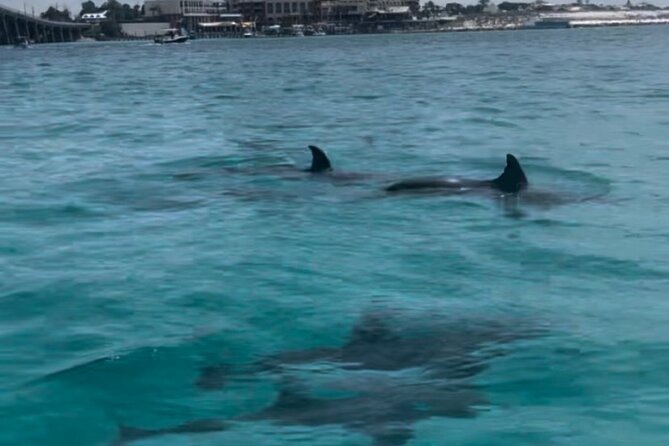 Waverunner Dolphin Tour - FAQs