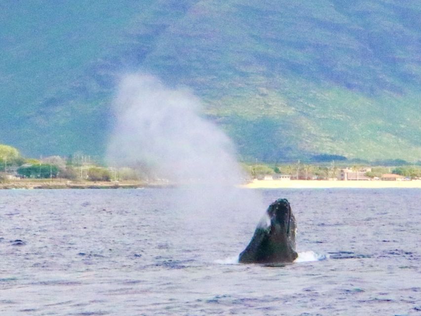 West O'ahu: Swim with Dolphins Catamaran Cruise - The Itinerary: What to Expect on Your Day