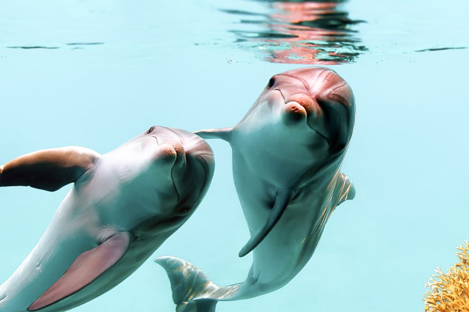 West Oahu: Turtles, Dolphins, and Snorkeling Tour with Lunch