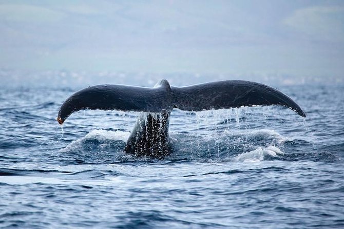 West Oahu Whale Watching Excursion - The Itinerary Breakdown