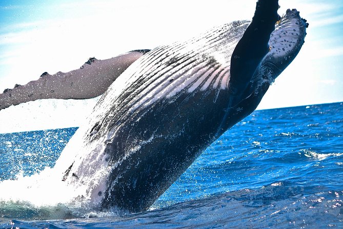 West Oahu Whale Watching Excursion - FAQs