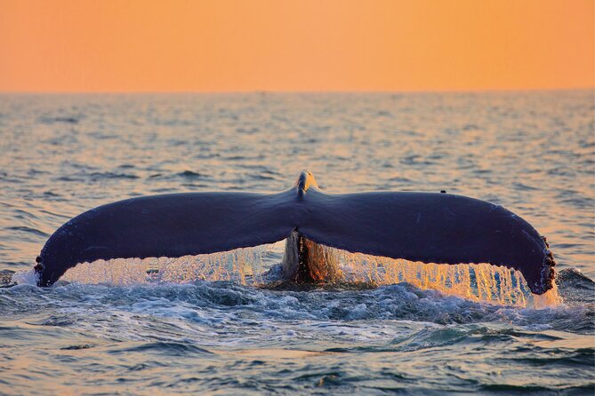 West Oahu Whale Watching & Turtle Snorkeling - Who Will Love This Tour?