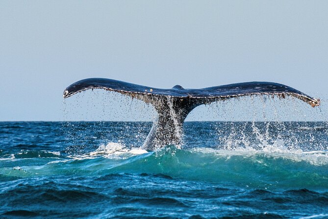 Whale and Dolphin Watch Boat Cruise in Oahu - The Experience at a Glance: What to Expect