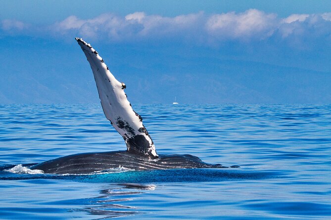 Whale and Dolphin Watch Boat Cruise in Oahu - The Itinerary: A Closer Look