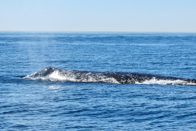 Whale and Dolphin Watching in San Diego