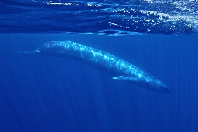 Whale and Dolphin Watching in San Diego Speedboat Tour - A Closer Look at the Speedboat Whale Watching Experience