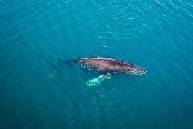 Whale and Dolphin Watching in San Diego Speedboat Tour - The Real Experience: What Travelers Have Said