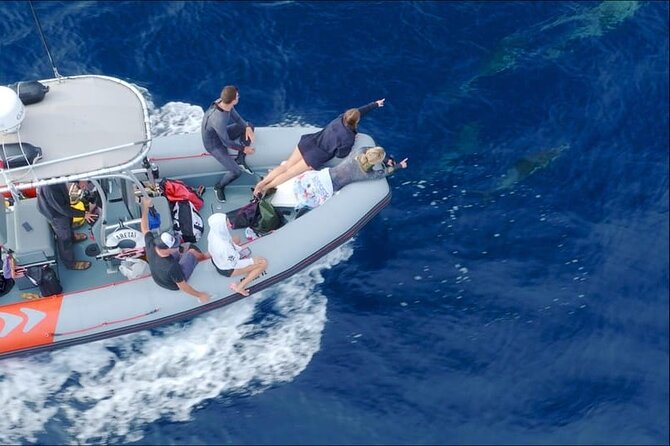 Whale and Dolphin Watching in San Diego Speedboat Tour - FAQ