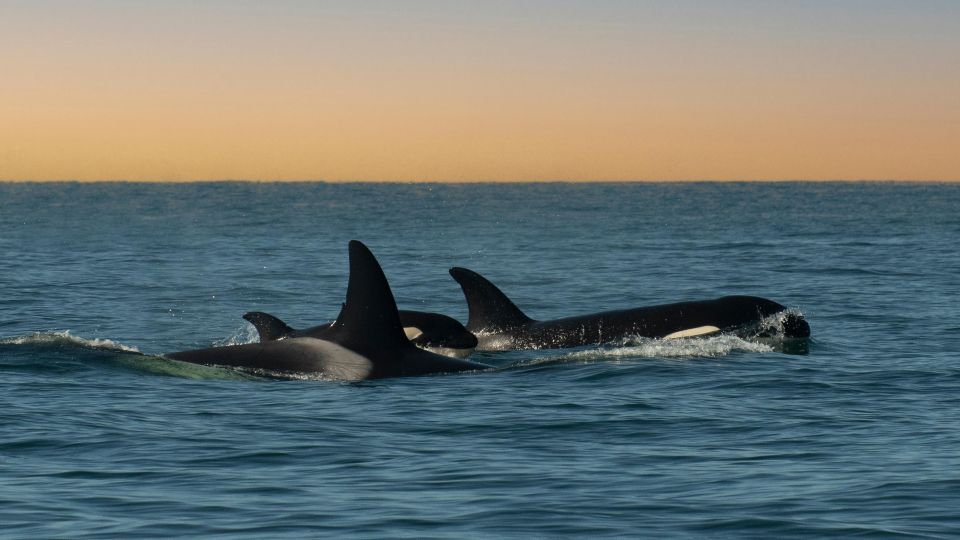 Whale and wildlife watching Private and Semi-Private tours - An Overview of the Whale and Wildlife Watching Tour