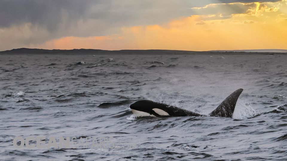 Whale and wildlife watching Private and Semi-Private tours - The Experience in Detail