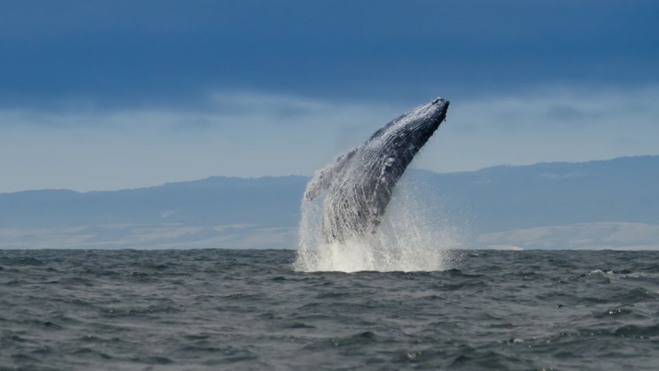 Whale and wildlife watching Private and Semi-Private tours - Practicalities and Logistics