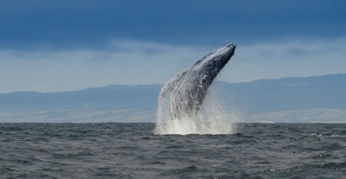 Whale and wildlife watching Private and Semi-Private tours - Authentic Feedback from Past Participants