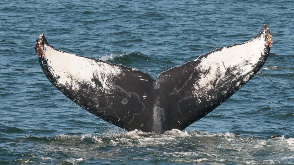 Whale and wildlife watching Private and Semi-Private tours - Final Thoughts: Is This Tour Worth It?