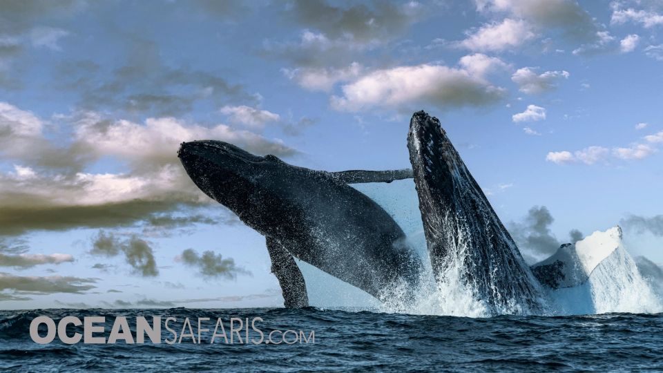 Whale and wildlife watching Private and Semi-Private tours - FAQs