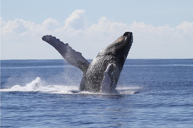 Whale Watch Cruise Aboard The Majestic by Atlantis Cruises - Key Points