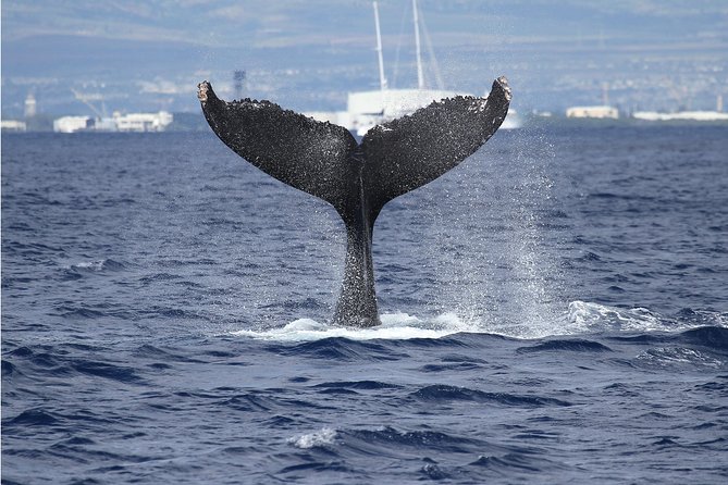 Whale Watch Cruise Aboard The Majestic by Atlantis Cruises - The Itinerary: What to Expect