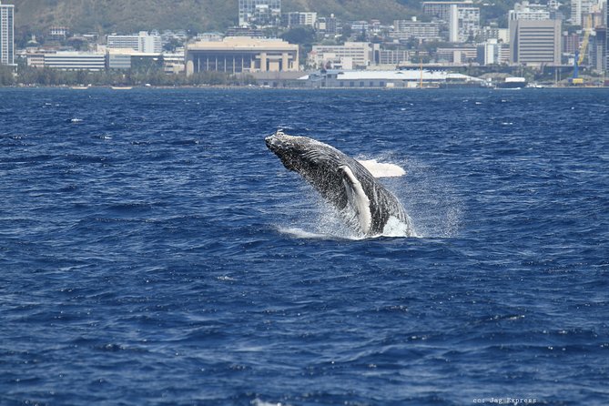 Whale Watch Cruise Aboard The Majestic by Atlantis Cruises - Who Is This Tour Best For?