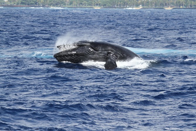 Whale Watch Cruise Aboard The Majestic by Atlantis Cruises - Frequently Asked Questions
