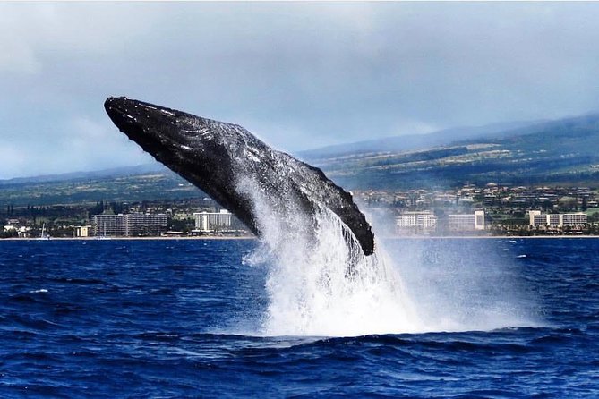 Whale Watching Cruise with Open Bar from Ka'anapali Beach