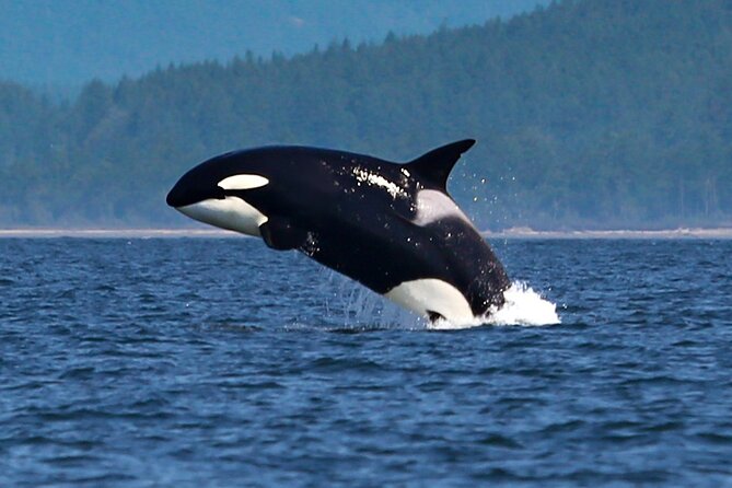 Whale Watching + Deception Pass Tour from Seattle - Introduction: A Tour That Combines Nature’s Best with Convenience