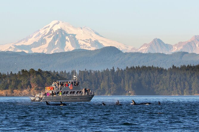 Whale Watching + Deception Pass Tour from Seattle - Itinerary Breakdown: What You Can Expect