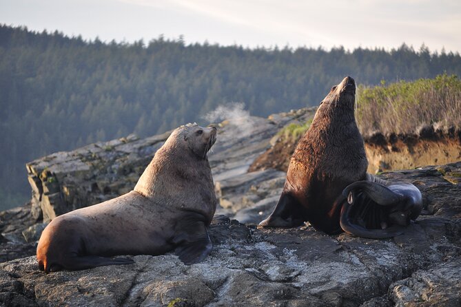 Whale Watching + Deception Pass Tour from Seattle - What Travelers Love & Consider