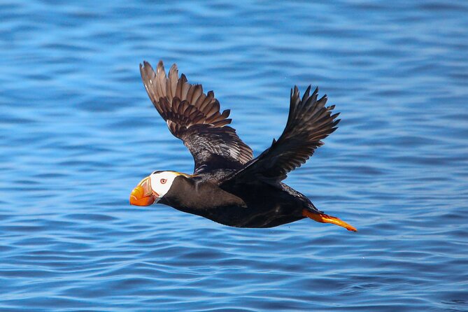 Whale Watching + Deception Pass Tour from Seattle - Final Words: Who Will Love This Tour?