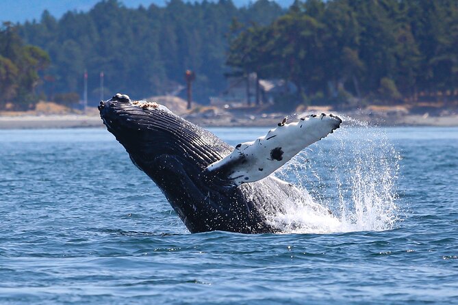 Whale Watching + Deception Pass Tour from Seattle - FAQ