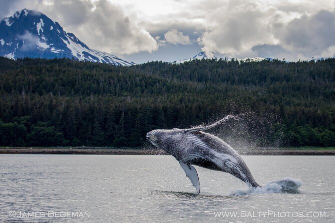 Whale-watching, Icy point, Hoonah , whales, Orca, killer-whales. - The Itinerary: What to Expect on Your Hoonah Whale-Watching Tour