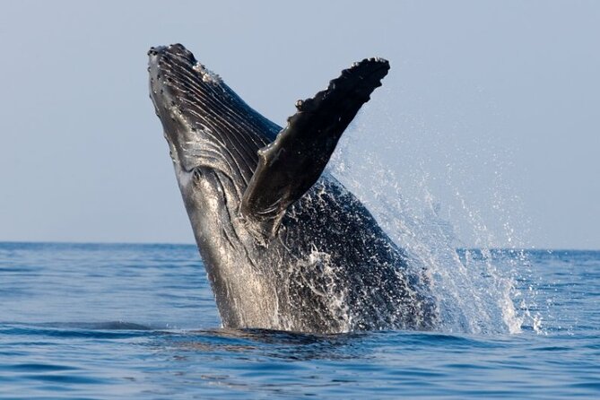 Whale Watching & Late Breakfast Cruise in Honolulu - The Experience: What Makes It Stand Out?