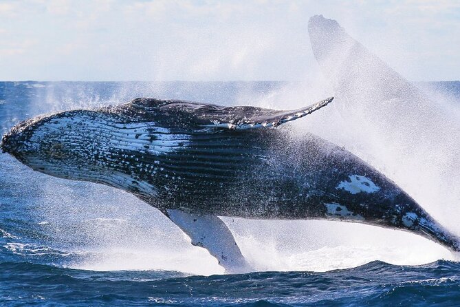 Whale Watching & Late Breakfast Cruise in Honolulu - Who Will Love This Tour?
