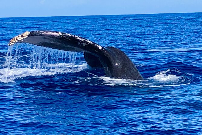 Whale Watching & Late Breakfast Cruise in Honolulu - FAQs