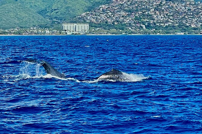 Whale Watching & Late Breakfast Cruise in Honolulu - Final Thoughts