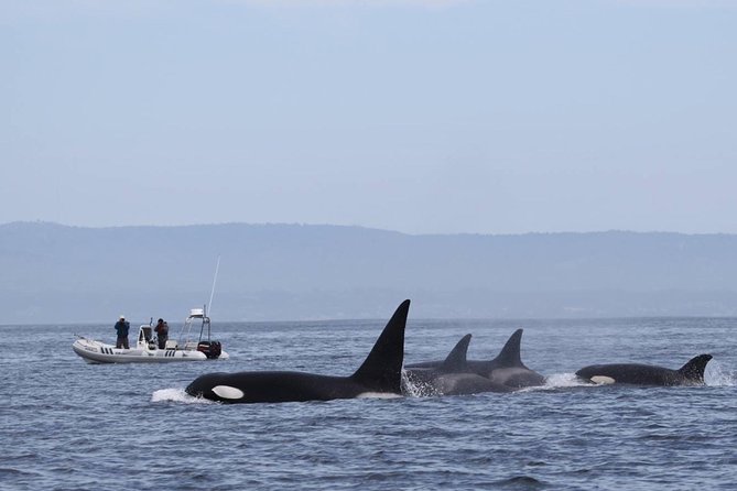 Whale Watching Monterey Bay semi-private limited to 6 people max - What’s included and what to bring