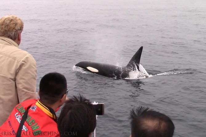 Whale Watching Tour - FAQ