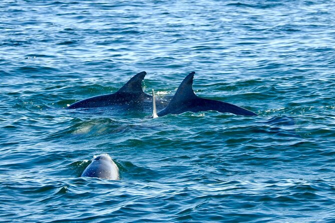 Whiskey & Chocolate Pairing Cruise - An Overview of the Whiskey & Chocolate Pairing Cruise