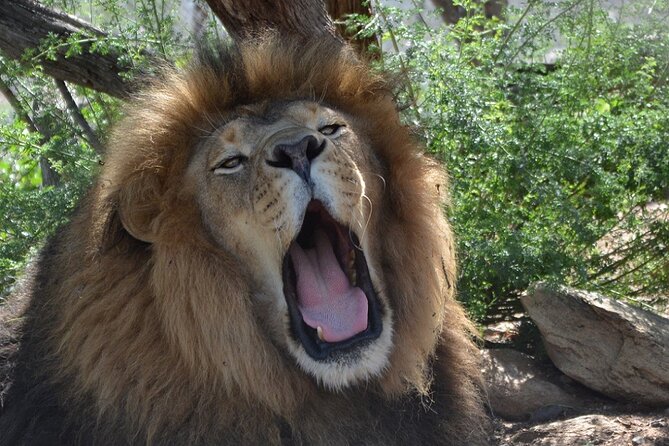 Wild Animal Nature Park Scenic Route 66 Crozier Canyon - Why This Tour Might Be Perfect for You