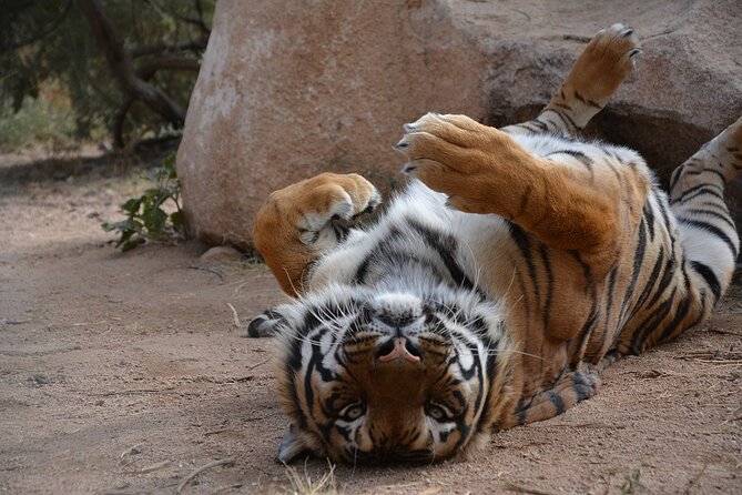Wild Animal Nature Park Scenic Route 66 Crozier Canyon - Final Thoughts: Who Should Consider This Safari?
