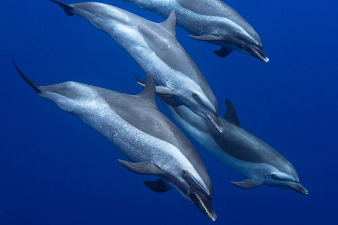 Wild Dolphin Watching and Snorkel Safari Off West Coast of Oahu